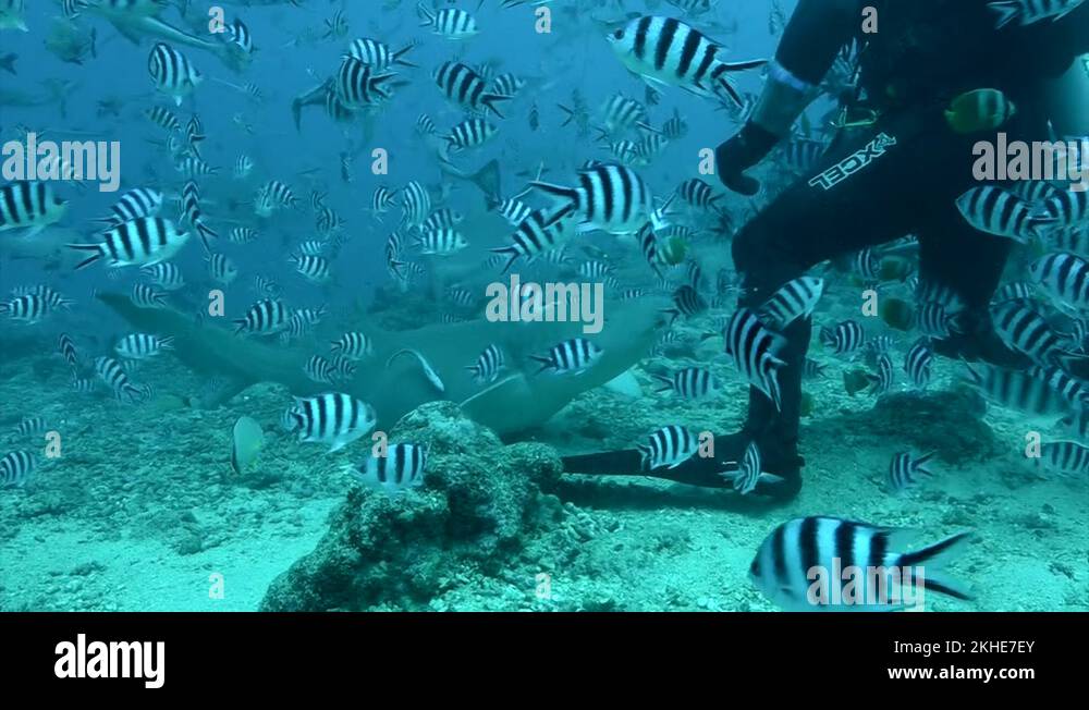 Feeding sharks Carcharhinus leucas in underwater marine wildlife of ...