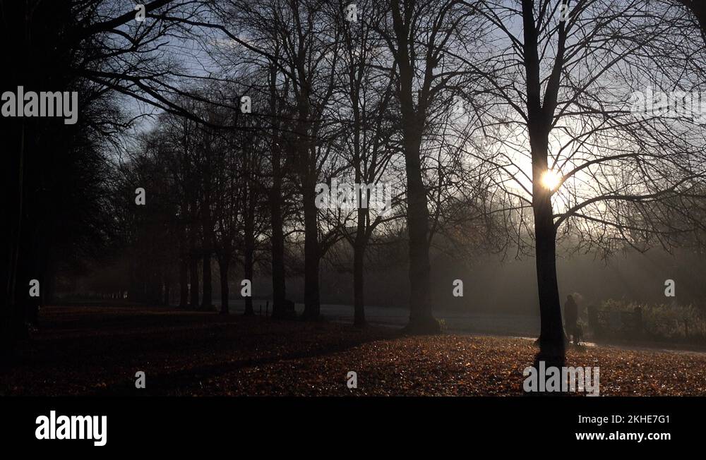 Trees and gardens in the morning sun Stock Videos & Footage - HD and 4K ...