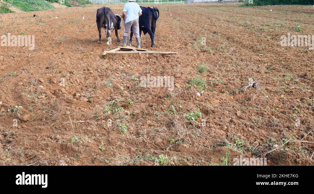 Traditional ploughing Stock Videos & Footage - HD and 4K Video Clips ...