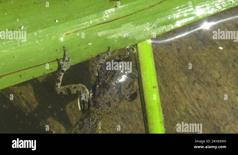 Juvenile frog in transition between tadpole and frog, clutching its ...