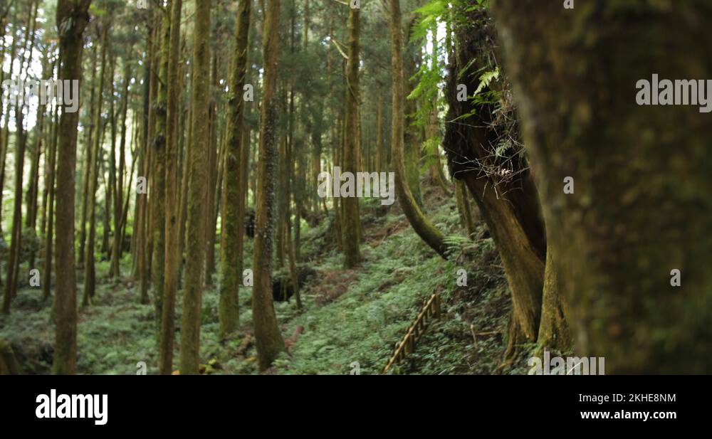 Ancient forest with giant tree trunks at Alishan National Scenic Area ...