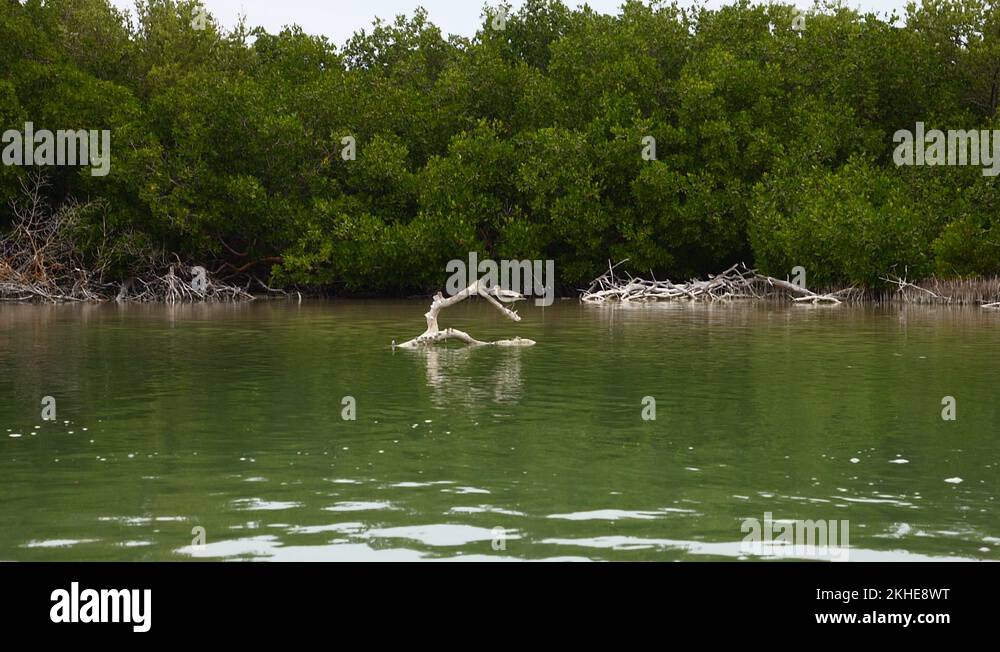 Beautiful wader Stock Videos & Footage - HD and 4K Video Clips - Alamy