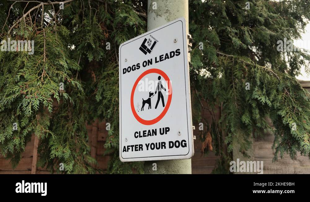 Dog littering Stock Videos & Footage - HD and 4K Video Clips - Alamy