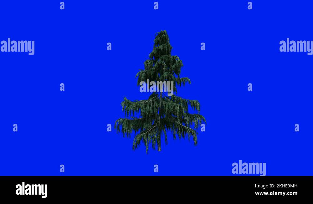 Alaska Cedar tree blowing in the wind against Blue Screen Chromakey ...
