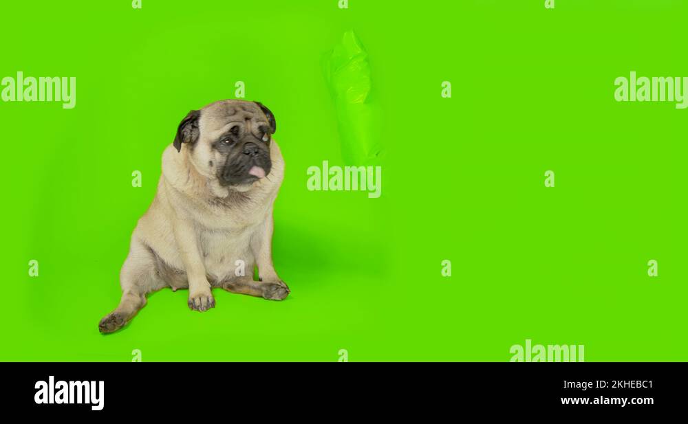 Pug dog touching green screen object, scratching, clawing by paw. Green ...