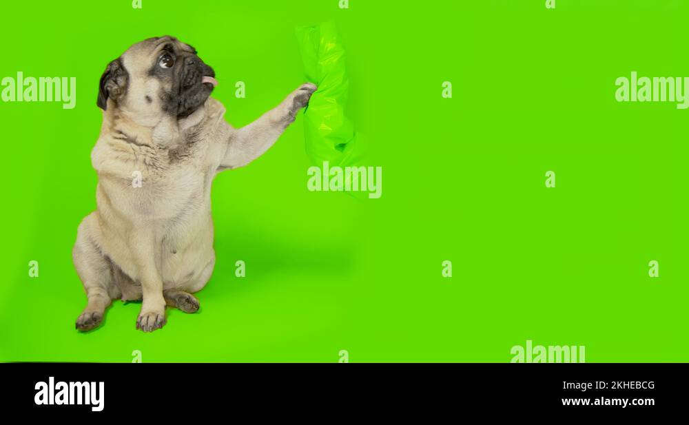 Pug dog touching green screen object, clawing by paw. High five. Green ...