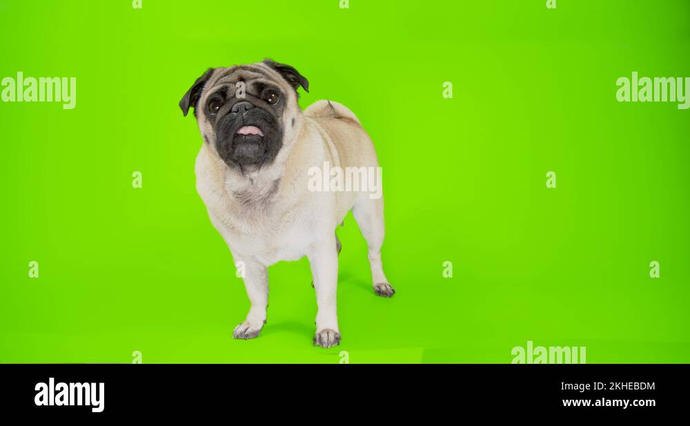 Dog standing side view isolated Stock Videos & Footage - HD and 4K ...