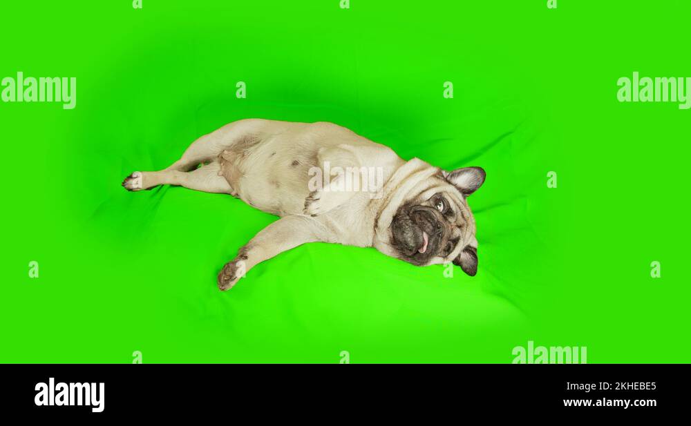 Funny lazy pug dog lying upside down. Expose belly. Green screen Stock ...