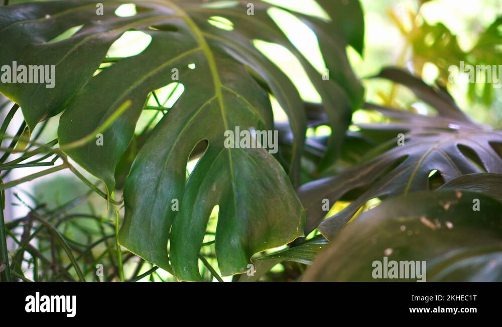 Semi tropical plant Stock Videos & Footage - HD and 4K Video Clips - Alamy