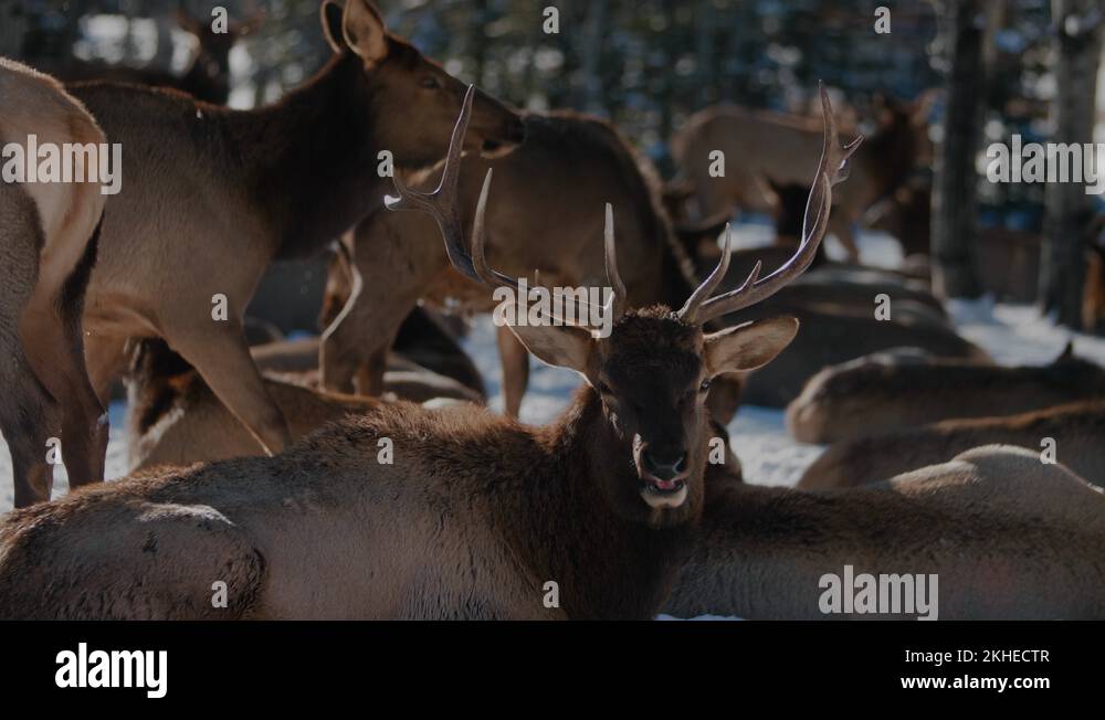 Wildlife of alberta Stock Videos & Footage - HD and 4K Video Clips - Alamy