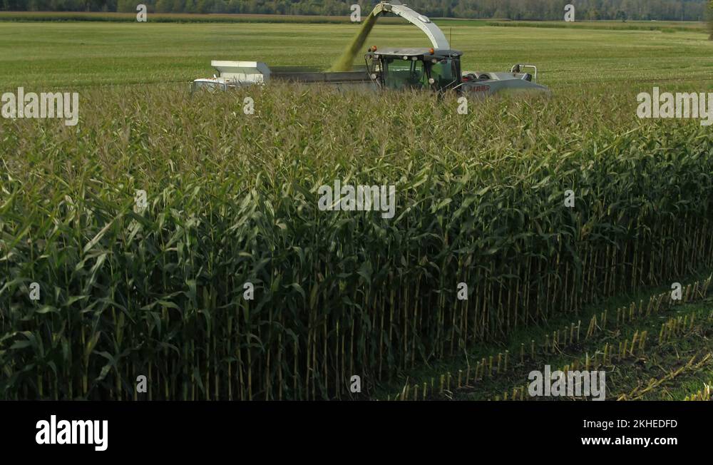 Cutting corn field Stock Videos & Footage - HD and 4K Video Clips - Alamy