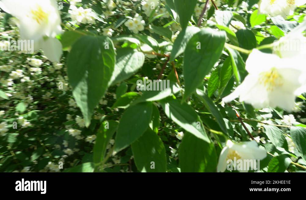 White syringa tree Stock Videos & Footage - HD and 4K Video Clips - Alamy