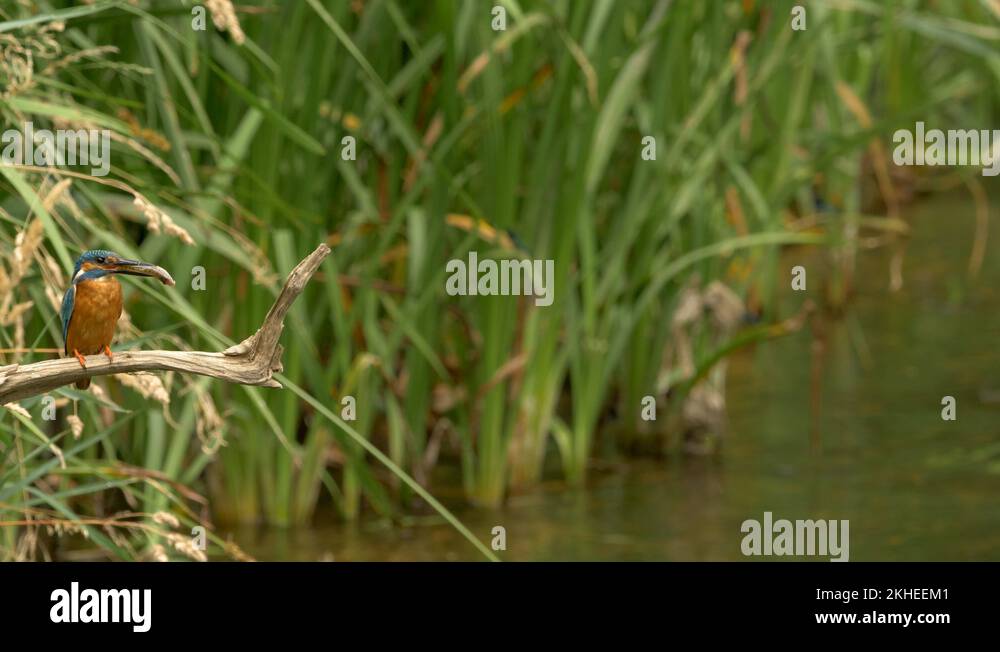 Kingfisher on perch with fish Stock Videos & Footage - HD and 4K Video ...