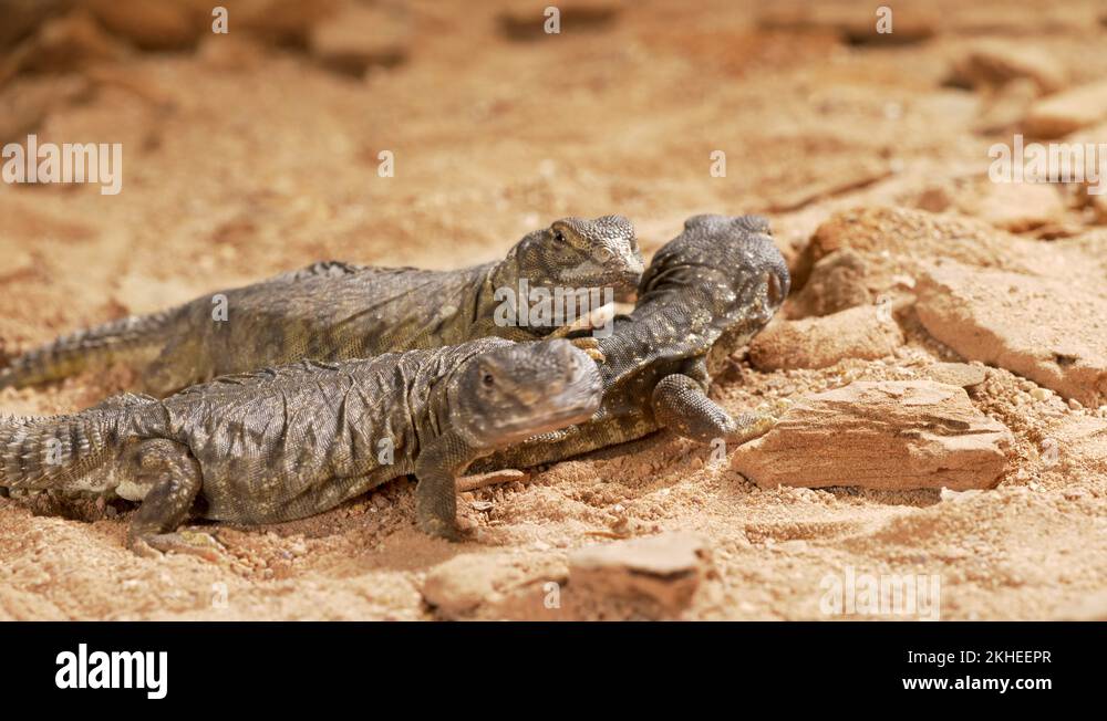 Uromastyx lizard Stock Videos & Footage - HD and 4K Video Clips - Alamy