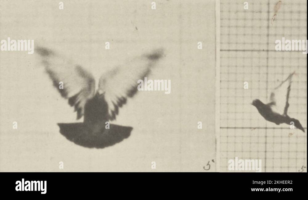 Stop the pigeon Stock Videos & Footage - HD and 4K Video Clips - Alamy