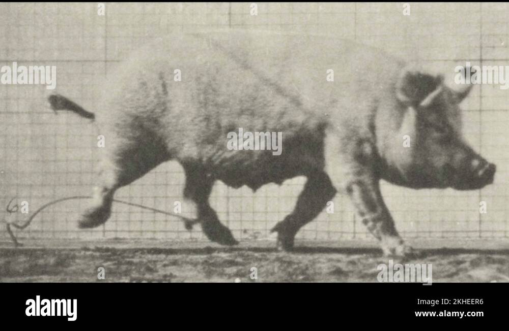 Stop motion vintage Stock Videos & Footage - HD and 4K Video Clips - Alamy