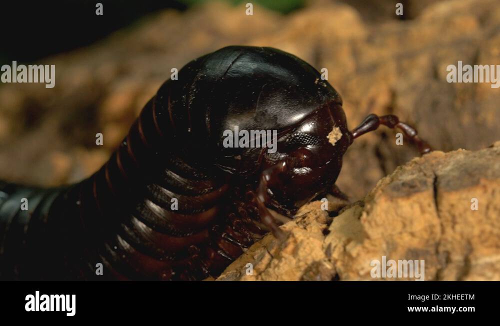 giant millipede Archispirostreptus gigas shongololo 2 16 10 close up ...