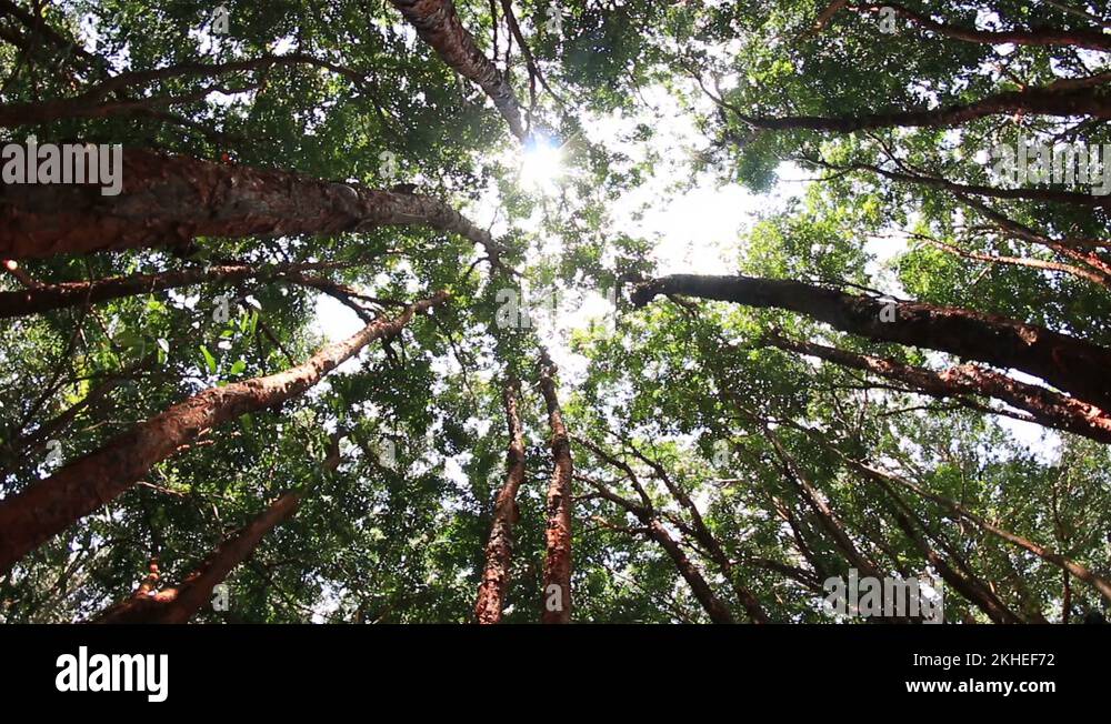 Footage of ant's eye view. Syzygium gratum in the rain forest of ...