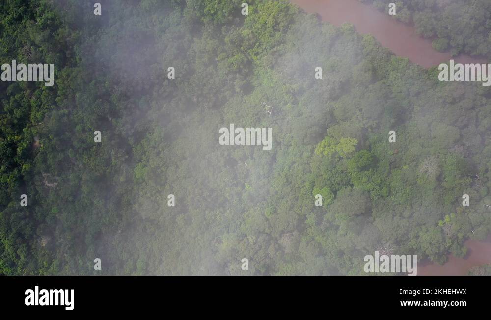 The rainforest of congo Stock Videos & Footage - HD and 4K Video Clips ...