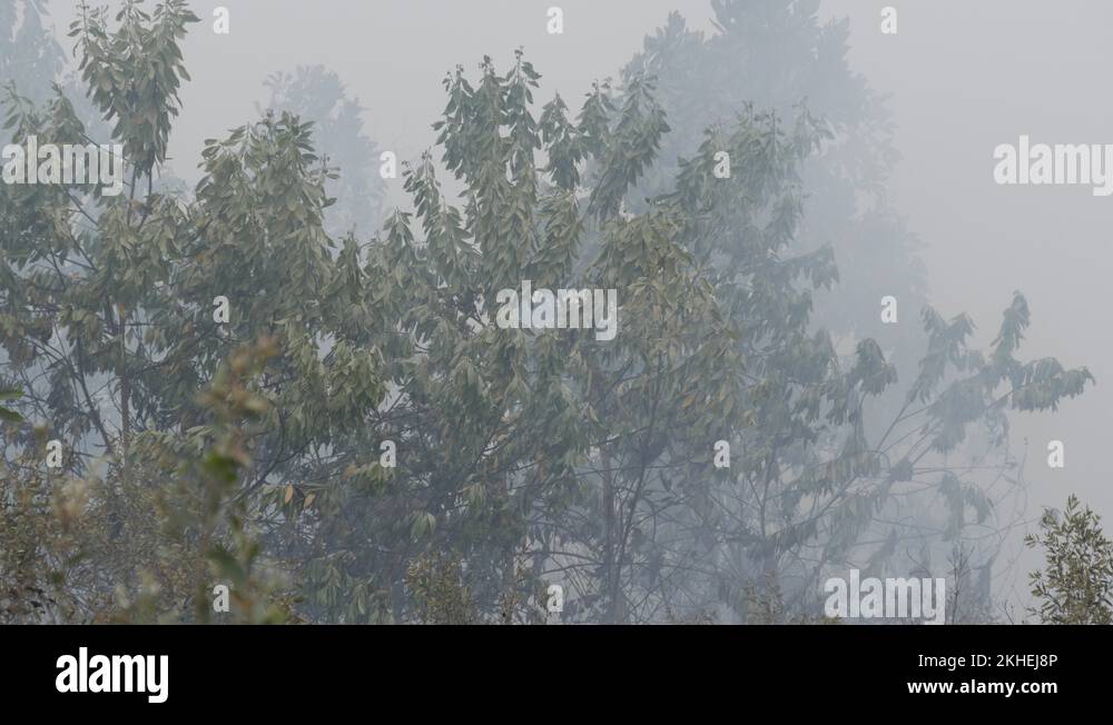 Haze caused by forest fires in South Kalimantan Stock Video Footage - Alamy