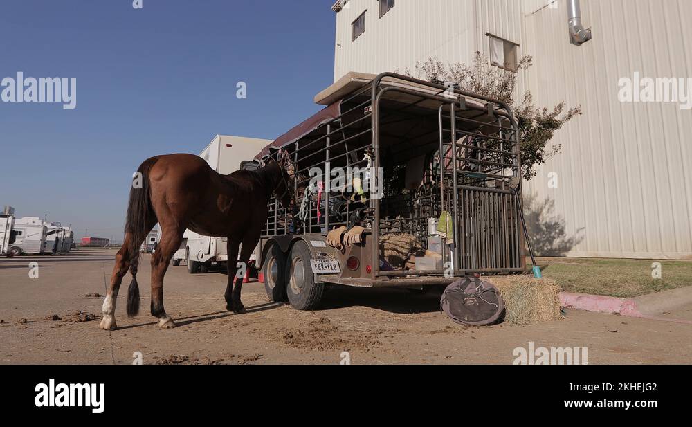Cowboy working rodeo Stock Videos & Footage - HD and 4K Video Clips - Alamy