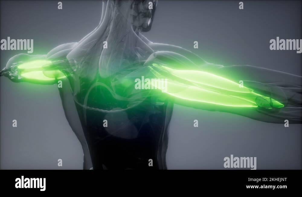 triceps - Visible muscle anatomy map Stock Video Footage - Alamy