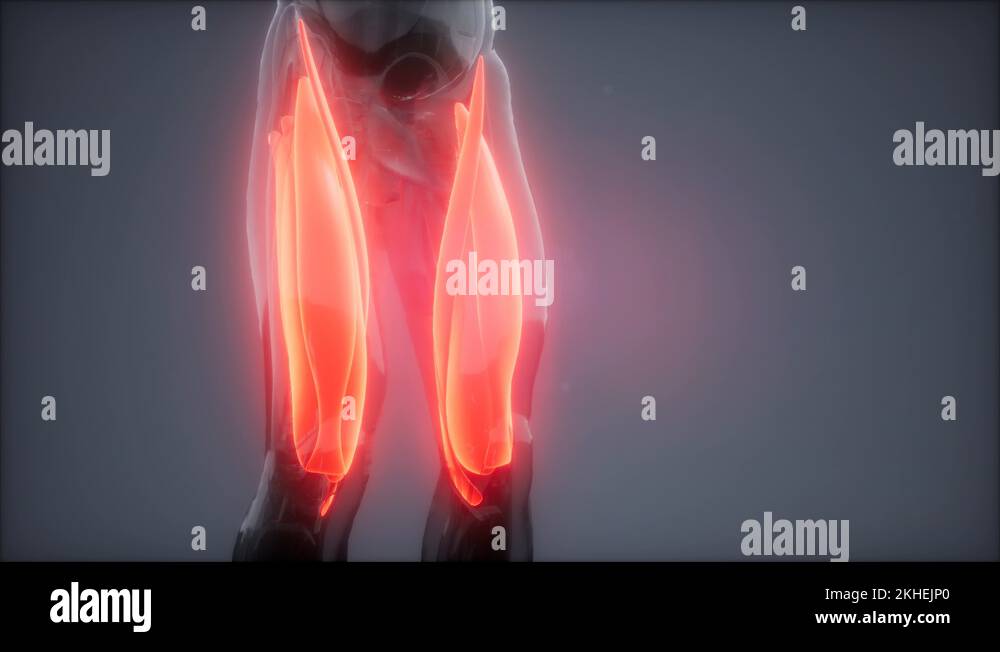 thigh muscles - Visible muscle anatomy map Stock Video Footage - Alamy