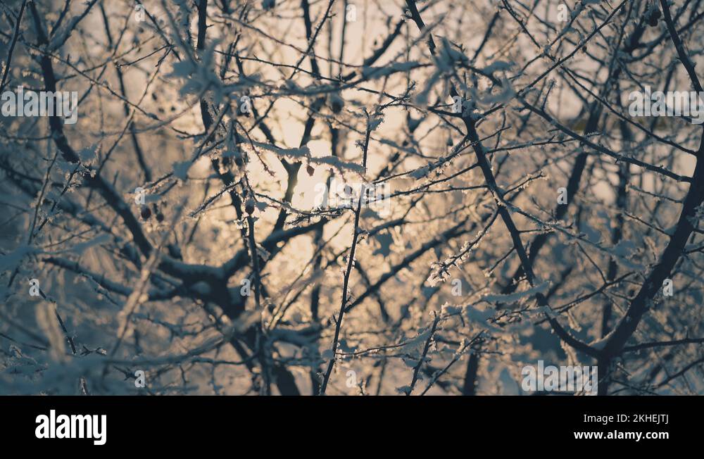 Twigs in the wood Stock Videos & Footage - HD and 4K Video Clips - Alamy