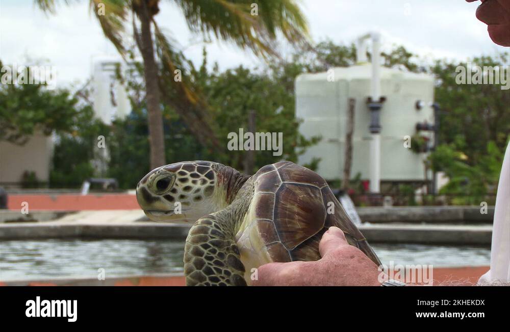 Person holding turtle Stock Videos & Footage - HD and 4K Video Clips ...