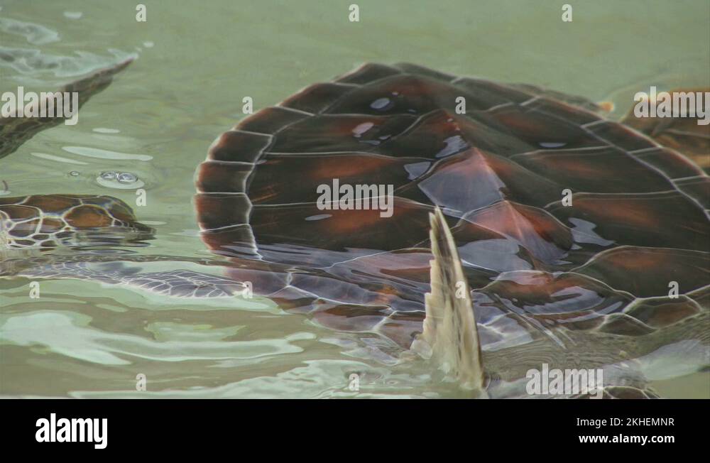 Turtle swimming Stock Videos & Footage - HD and 4K Video Clips - Alamy