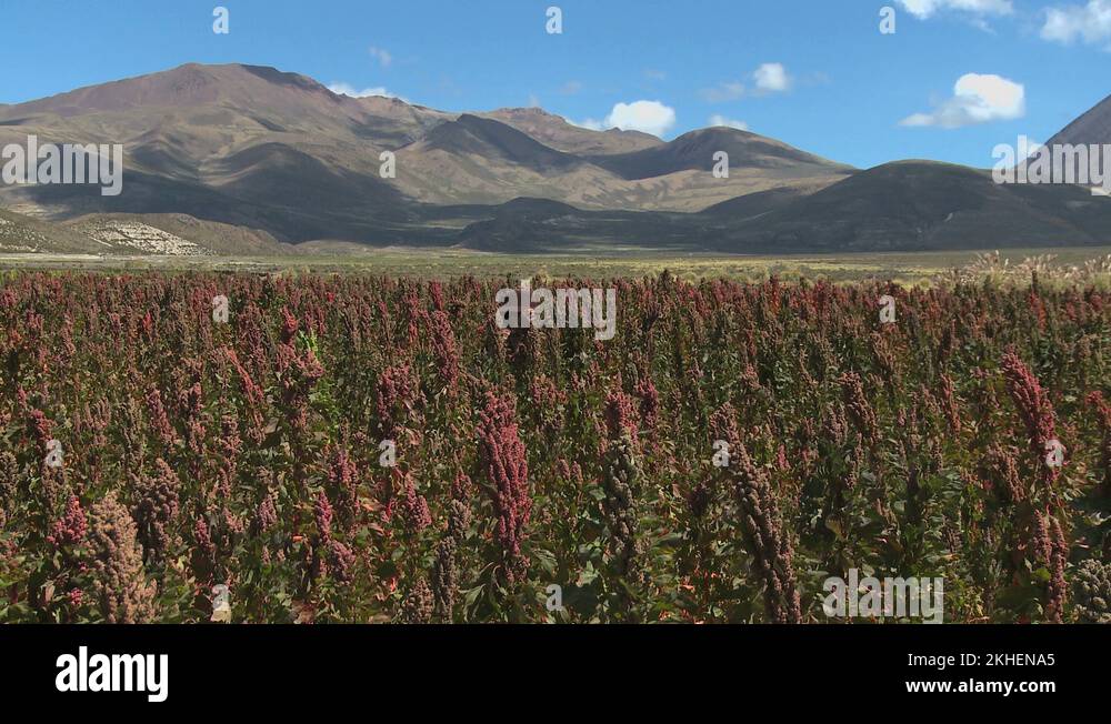 Native indigenous woman checking plants in quinoa fields in the Andes ...