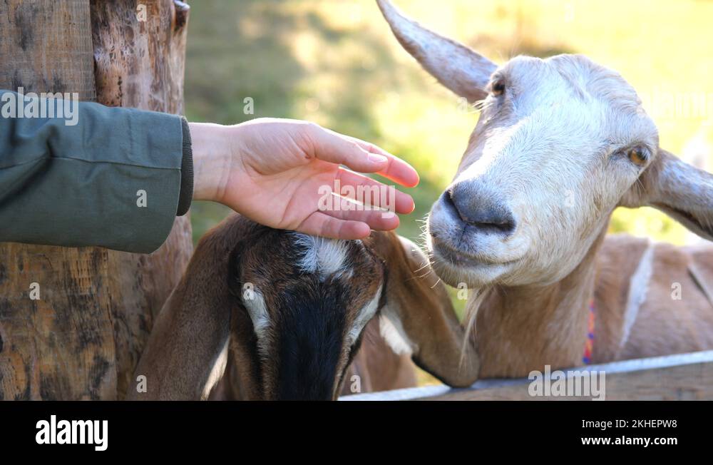 Petting a goat Stock Videos & Footage - HD and 4K Video Clips - Alamy
