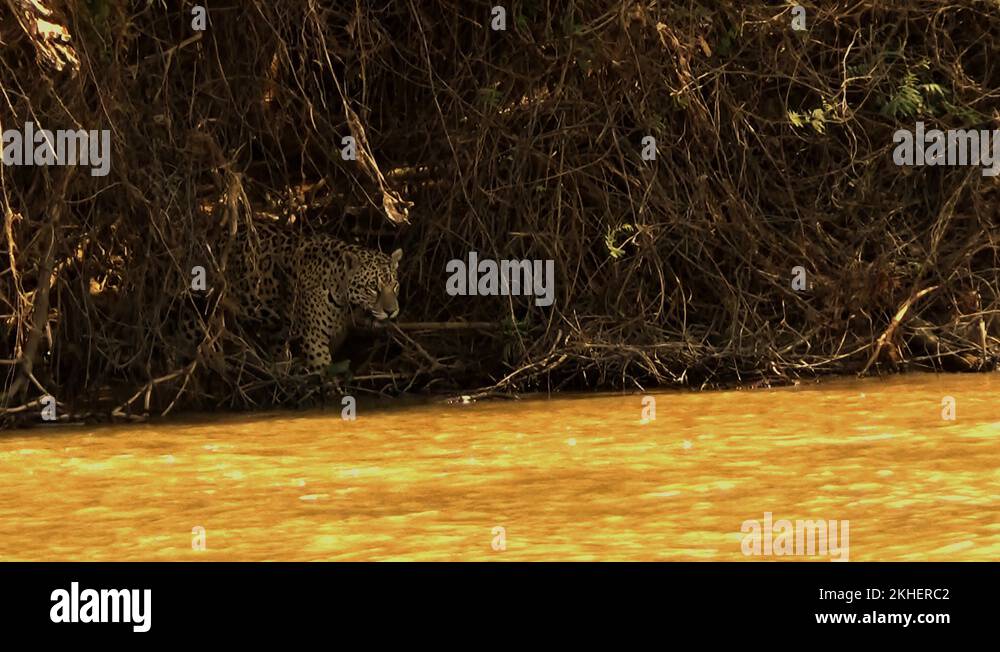 Porto jofre Stock Videos & Footage - HD and 4K Video Clips - Alamy