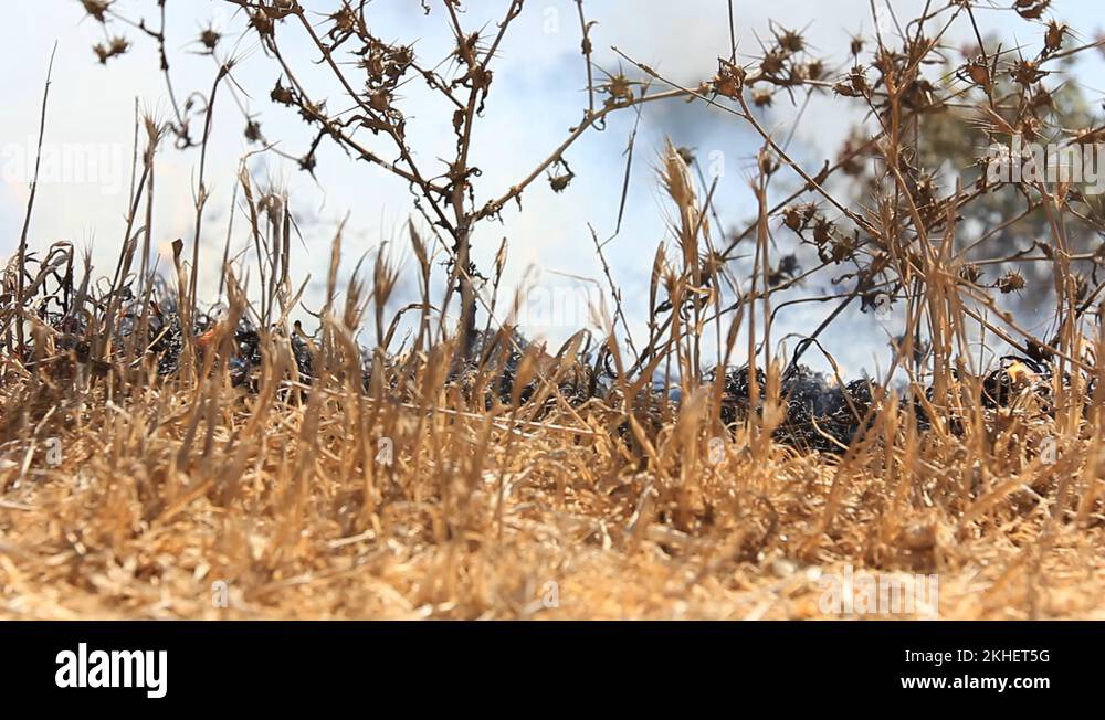 Fireman extinguishing burning grass forest Emergency flames smoke fire ...