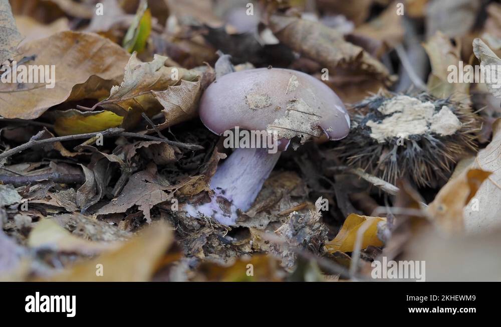 Blewit mushroom Stock Videos & Footage - HD and 4K Video Clips - Alamy