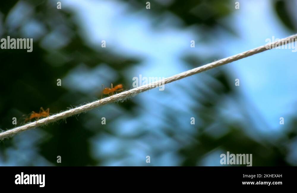 Weaver Ants Oecophylla Smaragdina Walking On An String, Philippines ...