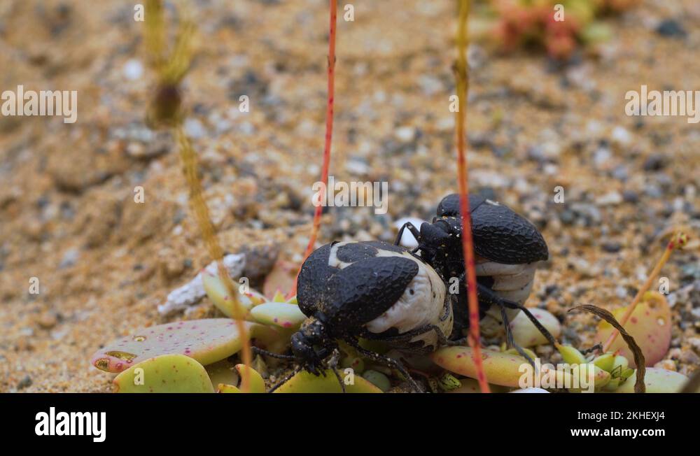two insects, male and female mating during spring in the atacama desert ...