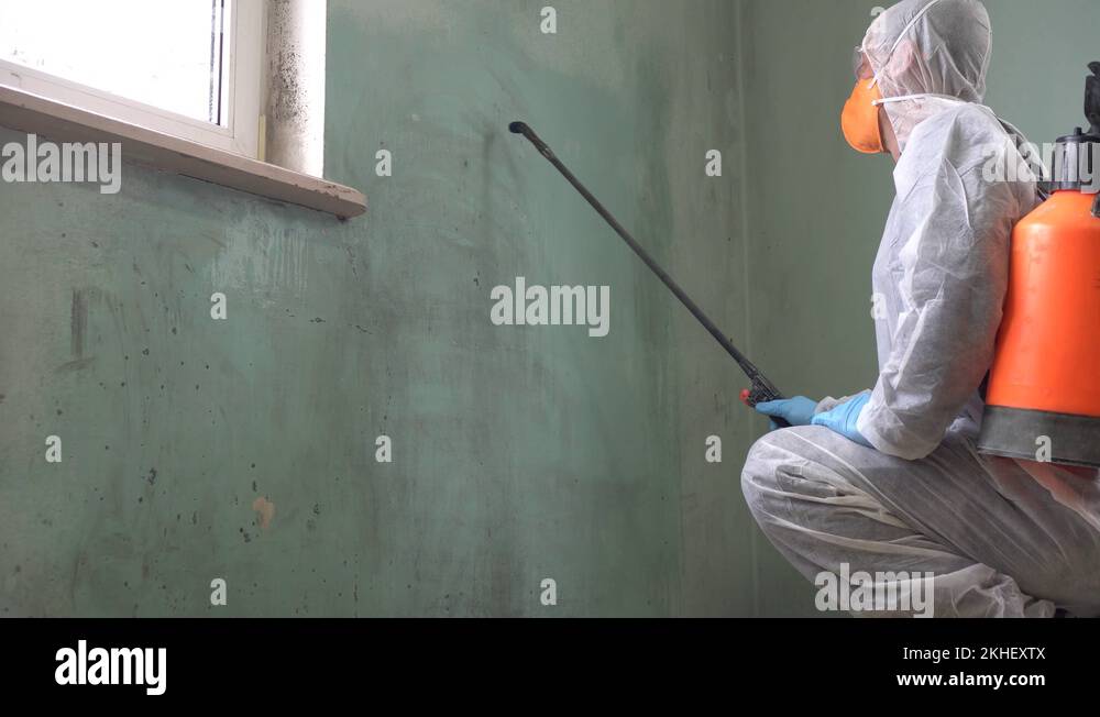 A Expert Man Cleaning and Removing Mold From Wall Using Pesticides ...