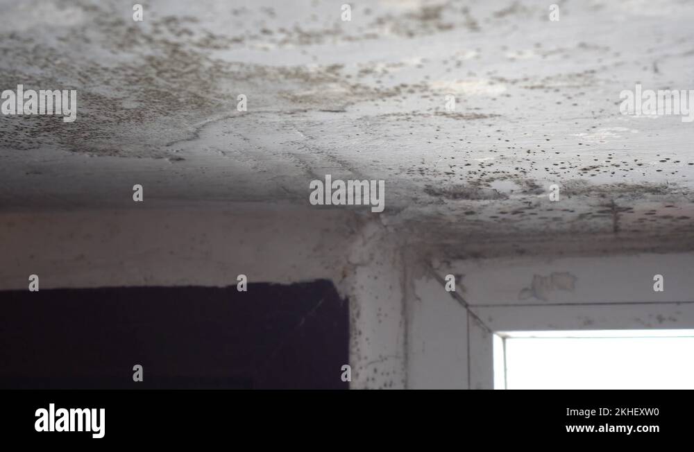 Fungal mould Stock Videos & Footage - HD and 4K Video Clips - Alamy