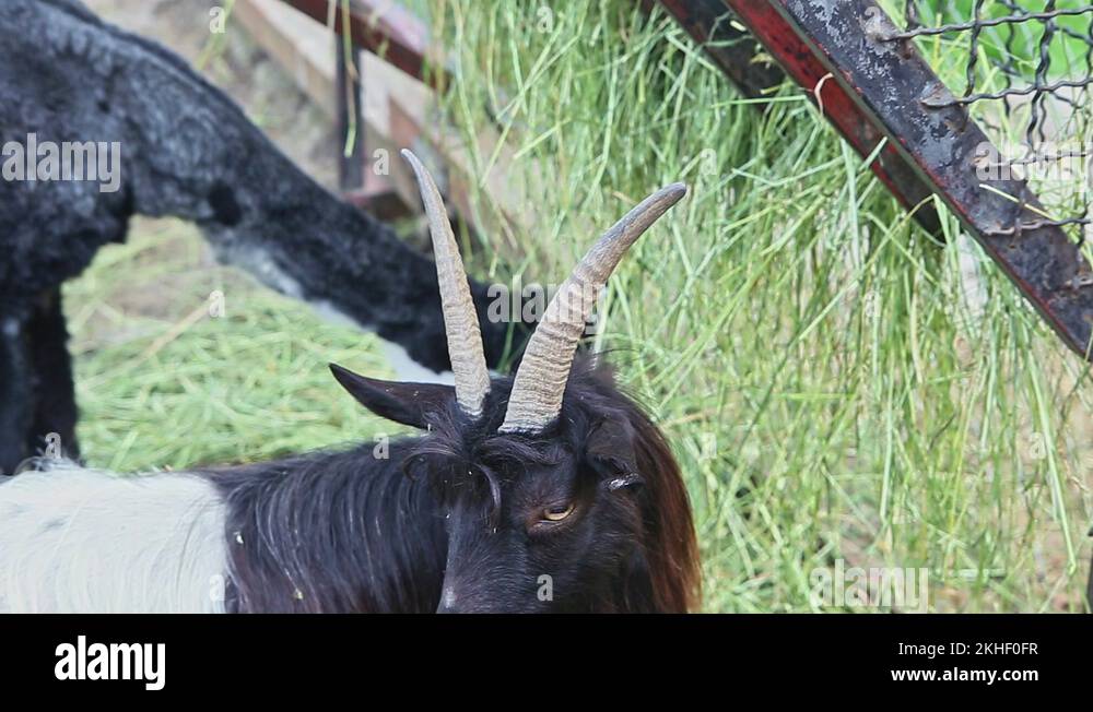 Alpaca goat Stock Videos & Footage - HD and 4K Video Clips - Alamy