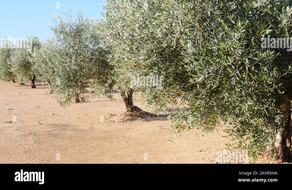 Spanish olive trees Stock Videos & Footage - HD and 4K Video Clips - Alamy