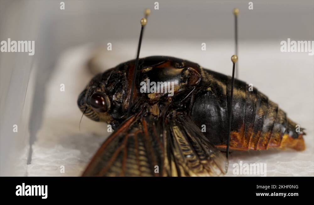 Insect collection box Stock Videos & Footage - HD and 4K Video Clips ...