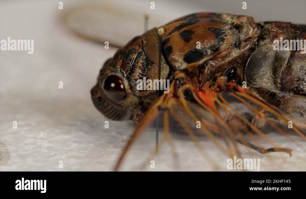 Pinned specimen Stock Videos & Footage - HD and 4K Video Clips - Alamy