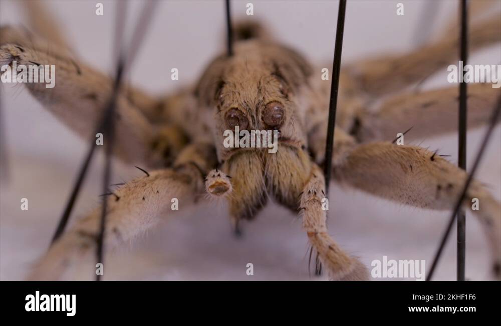 Spider specimen dried and pinned wolf spider close up. Large eyes and ...