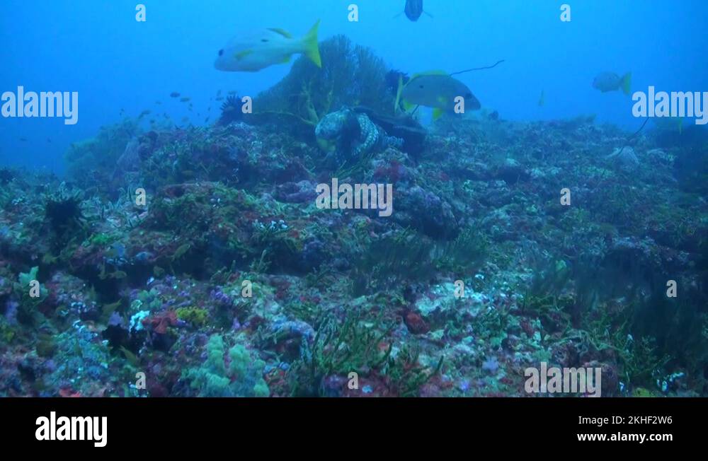 Octopus underwater mating Stock Videos & Footage - HD and 4K Video ...