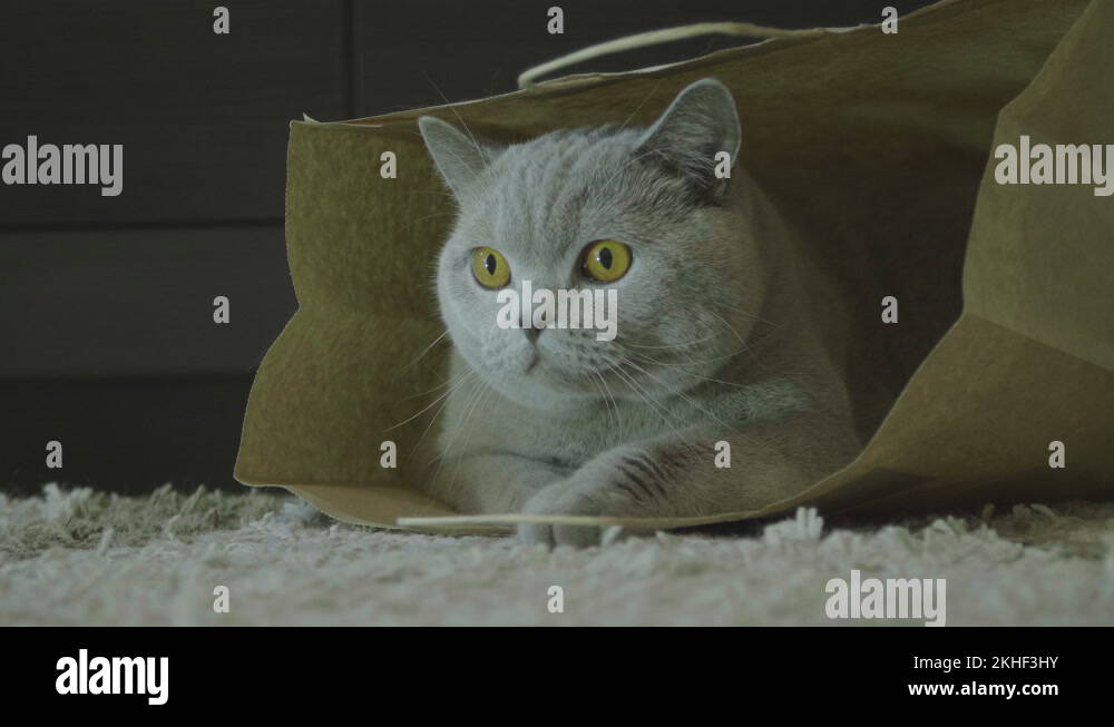 Cat zero Stock Videos & Footage - HD and 4K Video Clips - Alamy