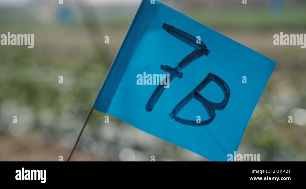 Marking flag Stock Videos & Footage - HD and 4K Video Clips - Alamy