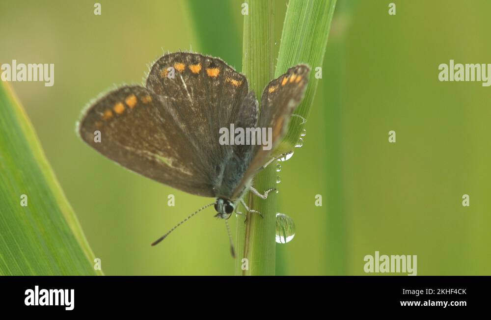 Dark green butterfly Stock Videos & Footage - HD and 4K Video Clips - Alamy