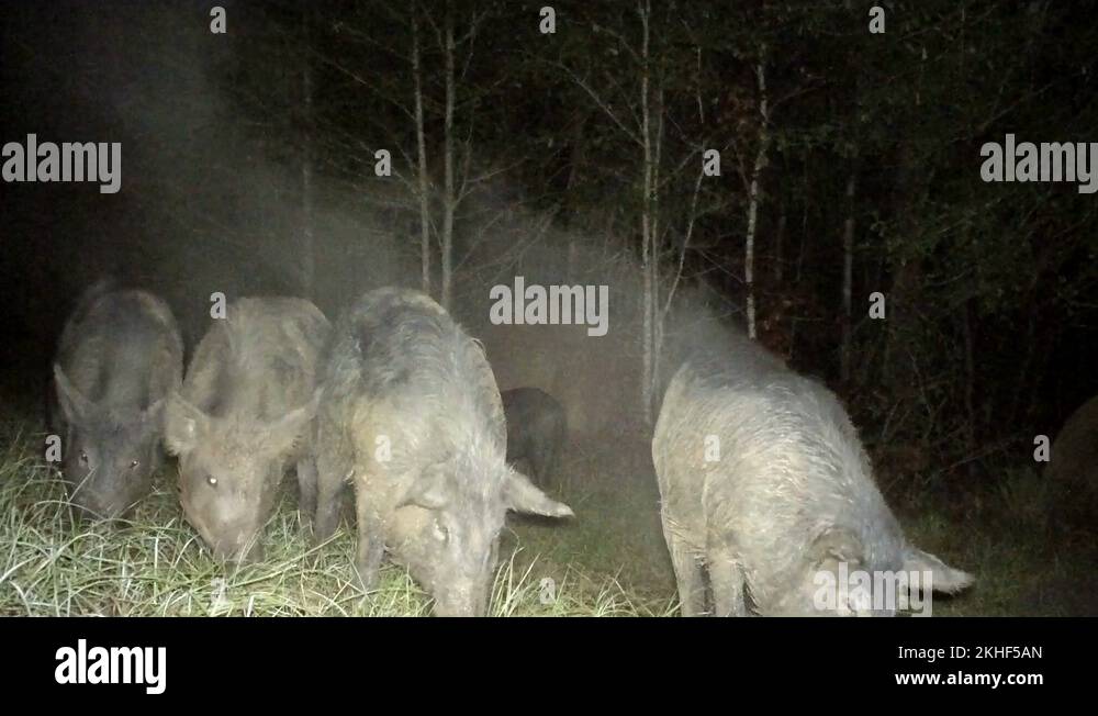 Hog hunting florida Stock Videos & Footage - HD and 4K Video Clips - Alamy