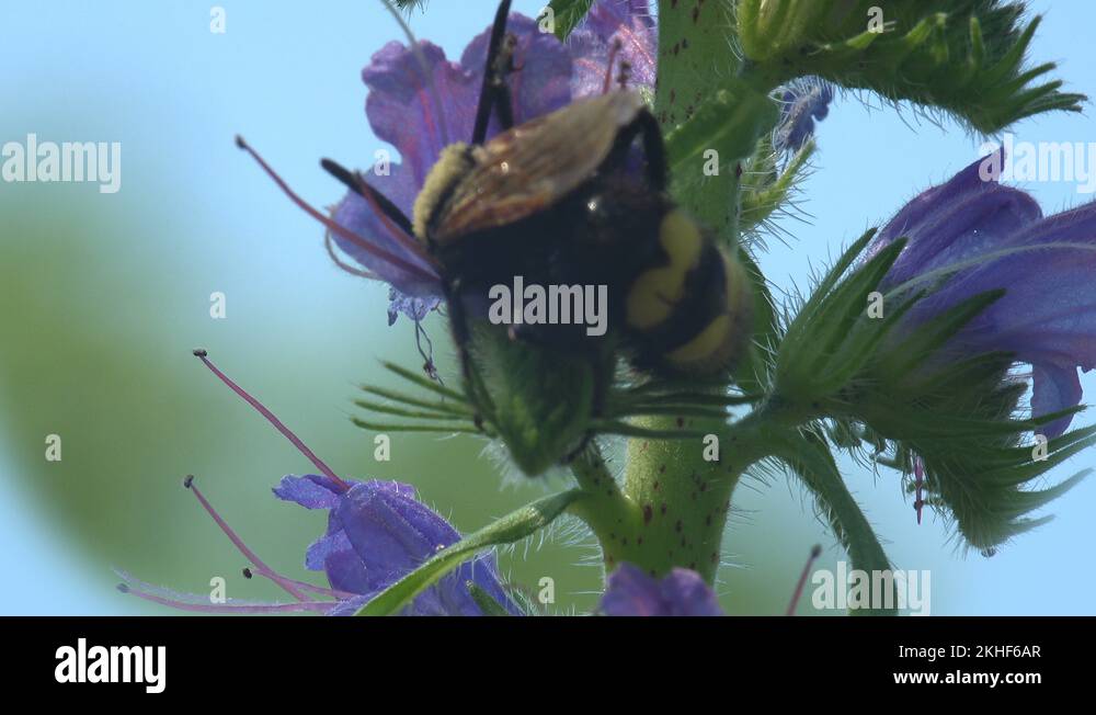 Sphecius speciosus in family Crabronidae, cicada killer or cicada hawk ...